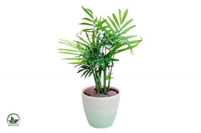 Palmenartige Zimmerpflanzen: Grüne Wohlfühloase In Vier Wänden!