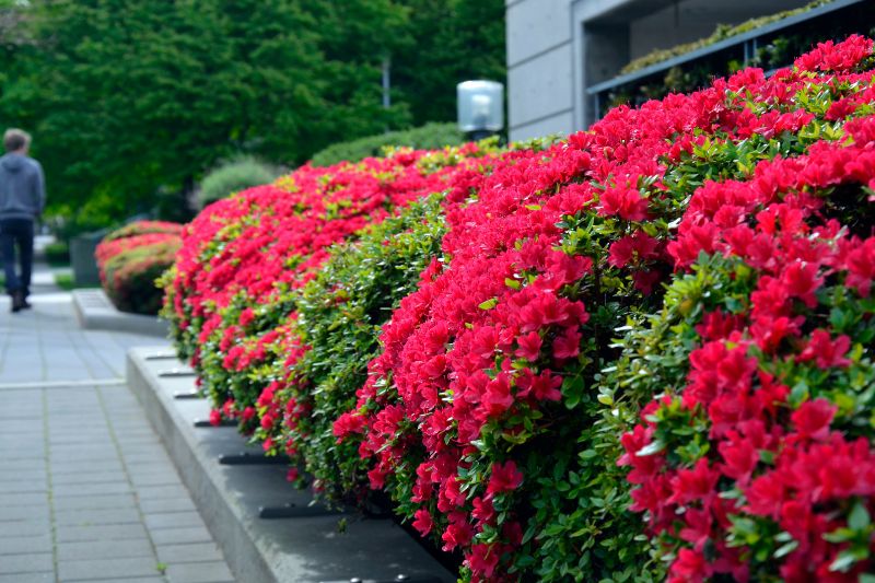 Blühende Sträucher: Ein Pflegeleichter Blickfang Für Ihren Garten ...
