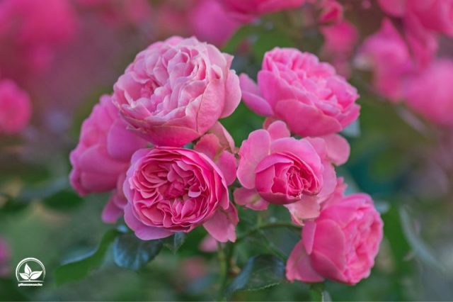 Rosenarten: Die Königin Der Blumen Und Ihre Schönsten Sorten!