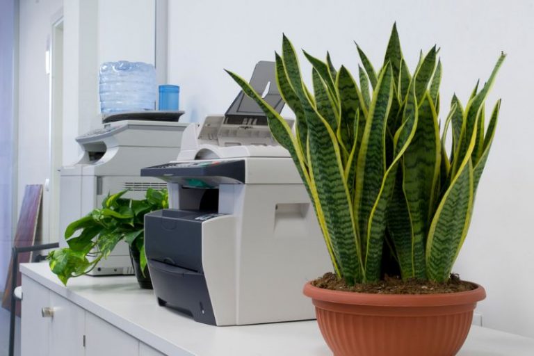 Büropflanzen: Diese Sind Die Besten Arten Für Ihren Arbeitsplatz!