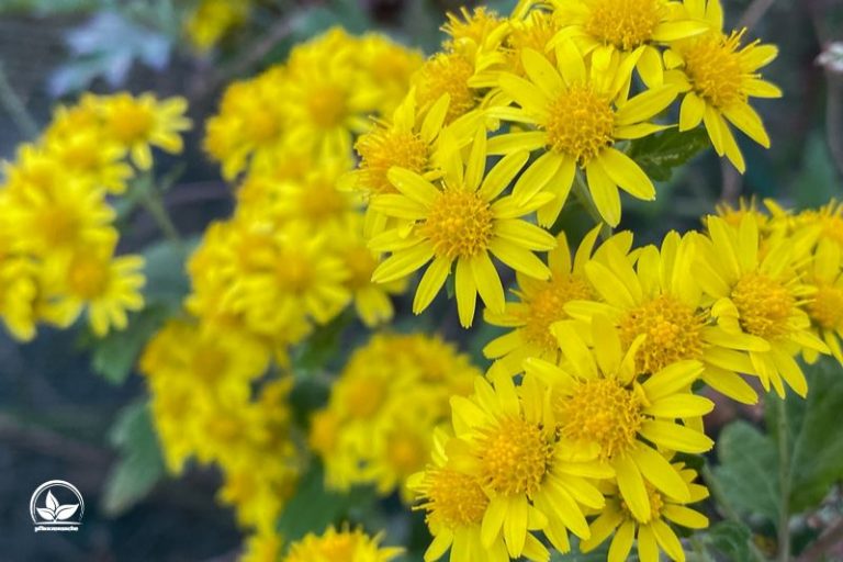 Bekannte Blumenarten: Ihr Lexikon Mit Den Schönsten Blumen Der Welt!