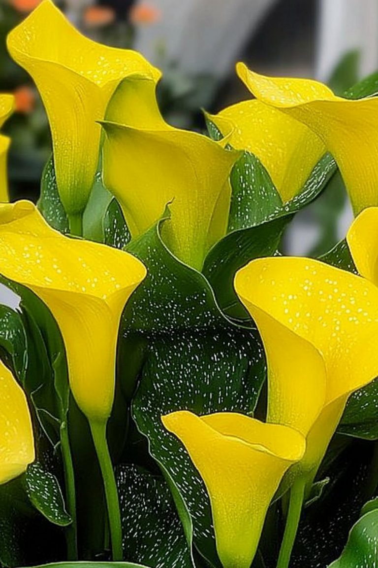 Alles Über Die Anmutige Callas Blume (Zantedeschia) Und Ihre Pflege