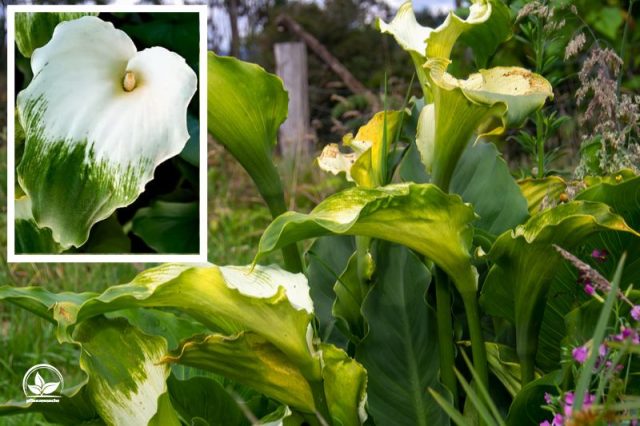 Alles Über Die Anmutige Callas Blume (Zantedeschia) Und Ihre Pflege