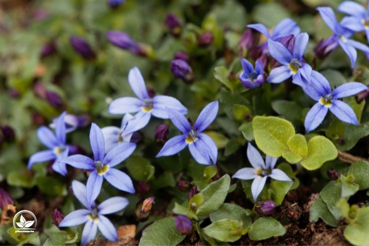 Isotoma Blue Foot Schnecken