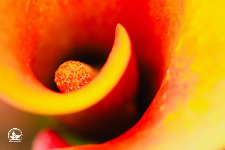 Alles Über Die Anmutige Callas Blume (Zantedeschia) Und Ihre Pflege ...