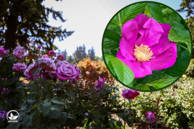 Rosenarten: Die Königin Der Blumen Und Ihre Schönsten Sorten!