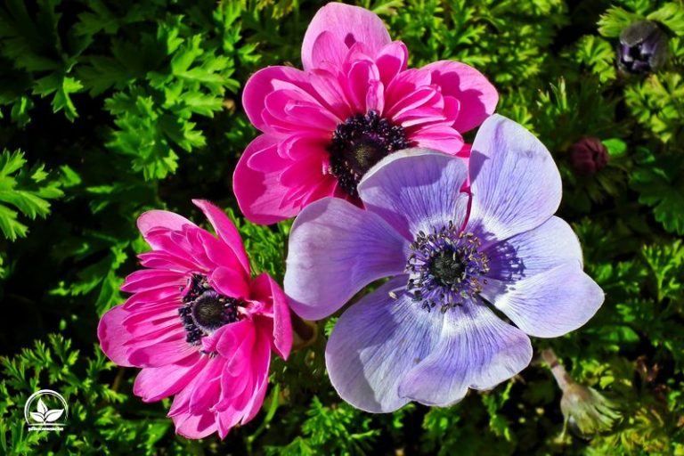 Bekannte Blumenarten: Ihr Lexikon Mit Den Schönsten Blumen Der Welt ...