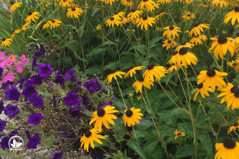 Die Schönsten Wildblumen Arten Für Ihren Garten Und Balkon