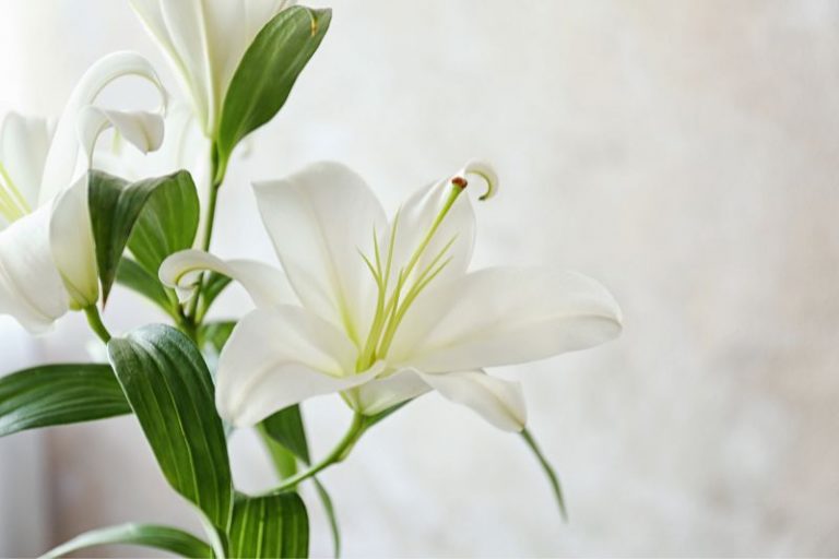 Lilien Wei Bedeutung
