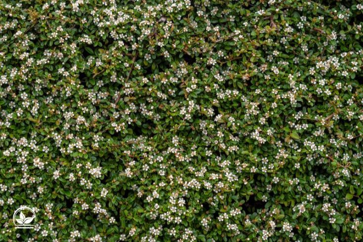 Die 8 Schönsten Bodendecker Pflanzen Für Ihren Garten Plus Pflegetipps!