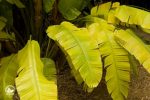 Baumstrelitzie (Strelitzia Nicolai): Alles Über Die Exotische Pflanze
