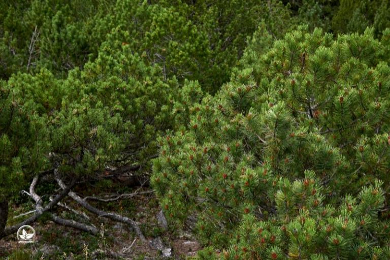 15+ Kiefernarten Für Ihren Garten: Beeindruckend Und Pflegeleicht ...
