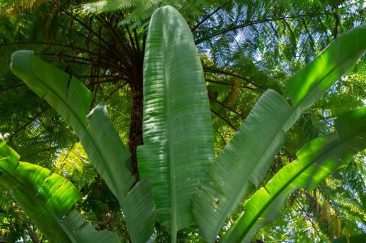 Baumstrelitzie (Strelitzia Nicolai): Alles Über Die Exotische Pflanze