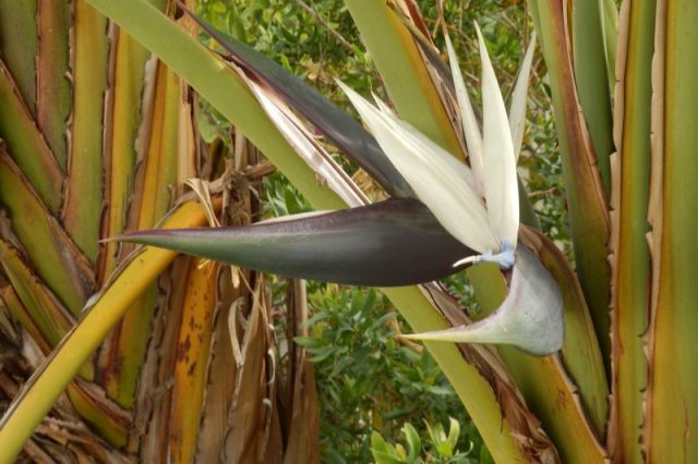 Baumstrelitzie (Strelitzia Nicolai): Alles Über Die Exotische Pflanze