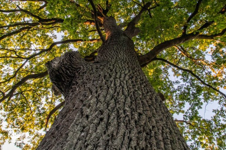 Berühmte Eichenarten & Eichenblätter: So Erkennt Man Die Eiche Leicht ...