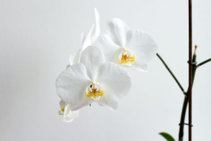 Bedeutung Weisse Orchidee