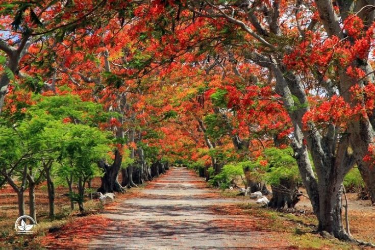 Die Bekanntesten Baumarten: Bestimmen Und Erkennen Leicht Gemacht!