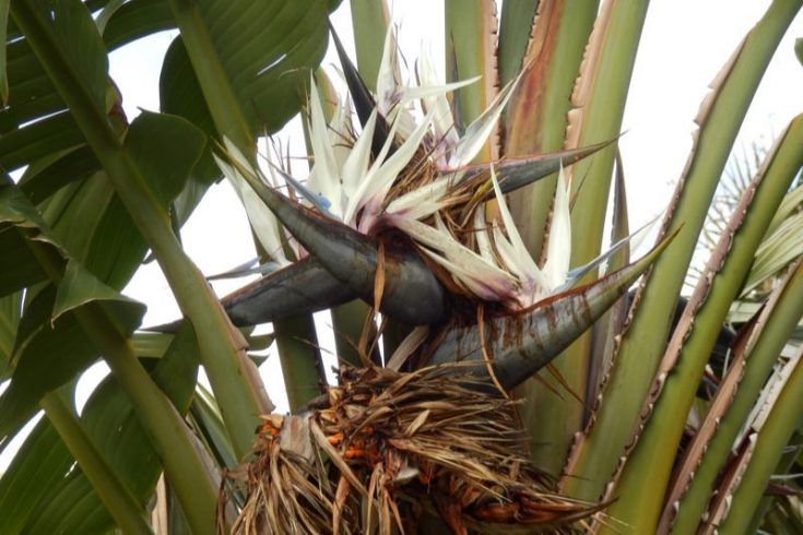 Baumstrelitzie (Strelitzia Nicolai): Alles Über Die Exotische Pflanze