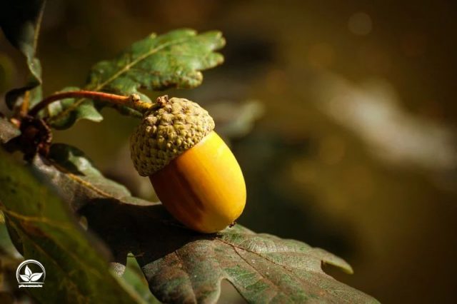 Berühmte Eichenarten & Eichenblätter: So Erkennt Man Die Eiche Leicht ...