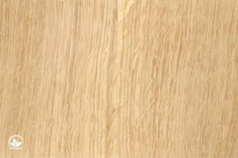 Berühmte Eichenarten & Eichenblätter: So Erkennt Man Die Eiche Leicht ...