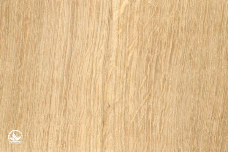 Berühmte Eichenarten & Eichenblätter: So Erkennt Man Die Eiche Leicht ...