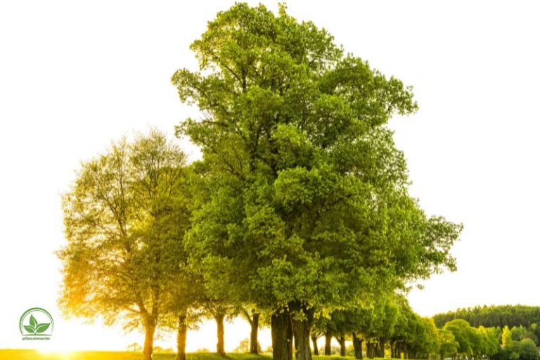 Berühmte Eichenarten & Eichenblätter: So Erkennt Man Die Eiche Leicht ...