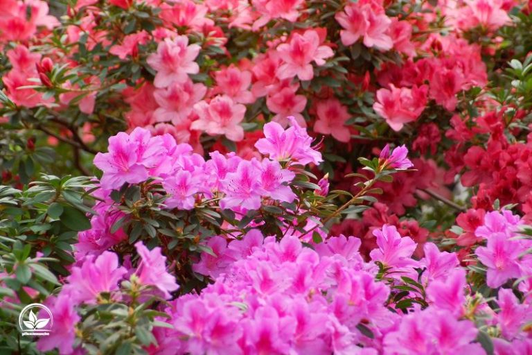 Die Schönste Azaleenarten Für Ihr Garten und Haus