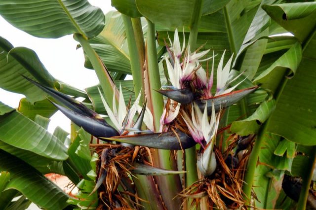 Baumstrelitzie (Strelitzia Nicolai): Alles Über Die Exotische Pflanze