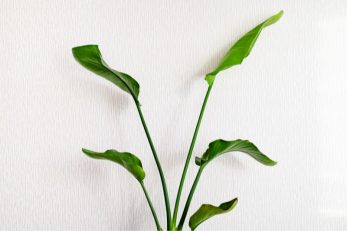 Baumstrelitzie (Strelitzia Nicolai): Alles Über Die Exotische Pflanze