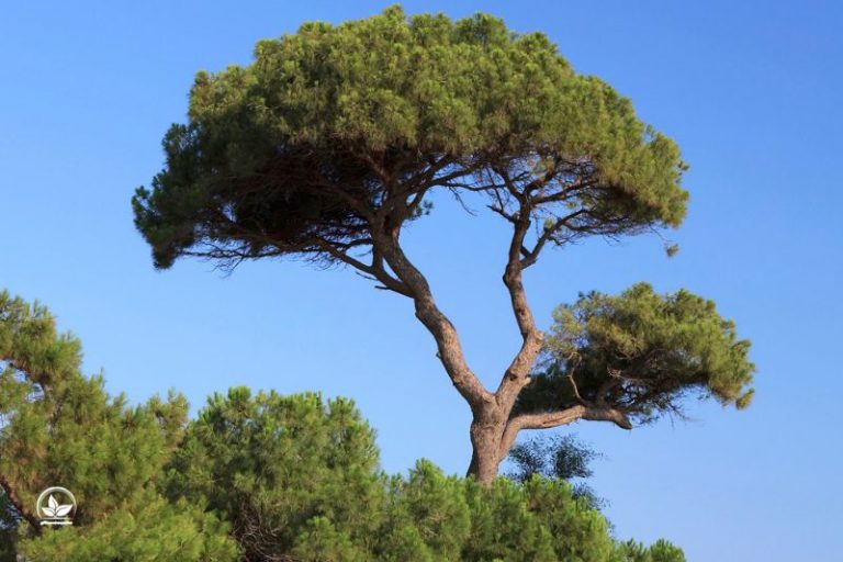 15+ Kiefernarten Für Ihren Garten: Beeindruckend Und Pflegeleicht ...