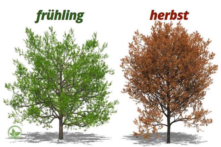 Berühmte Eichenarten & Eichenblätter: So Erkennt Man Die Eiche Leicht ...