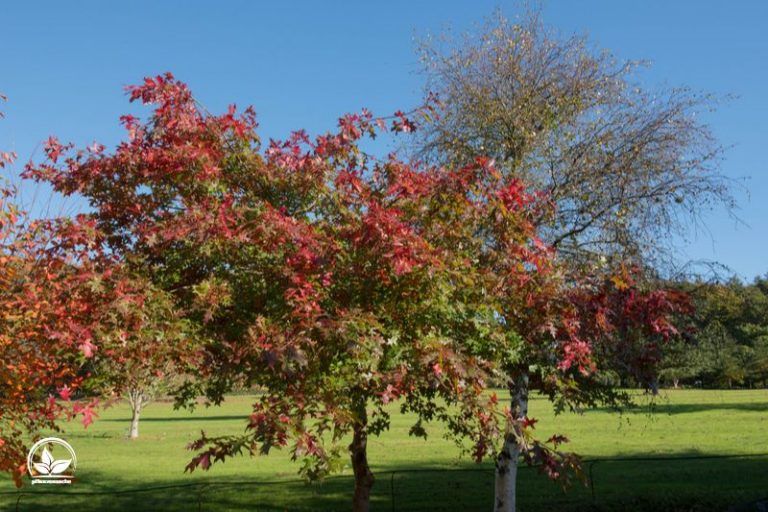 Berühmte Eichenarten & Eichenblätter: So Erkennt Man Die Eiche Leicht ...