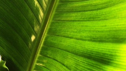 Baumstrelitzie (Strelitzia Nicolai): Alles Über Die Exotische Pflanze