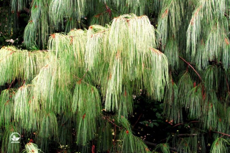 15+ Kiefernarten Für Ihren Garten: Beeindruckend Und Pflegeleicht ...