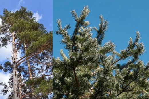15+ Kiefernarten Für Ihren Garten: Beeindruckend Und Pflegeleicht ...