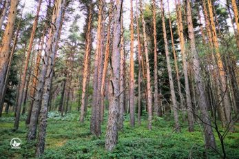 15+ Kiefernarten Für Ihren Garten: Beeindruckend Und Pflegeleicht ...