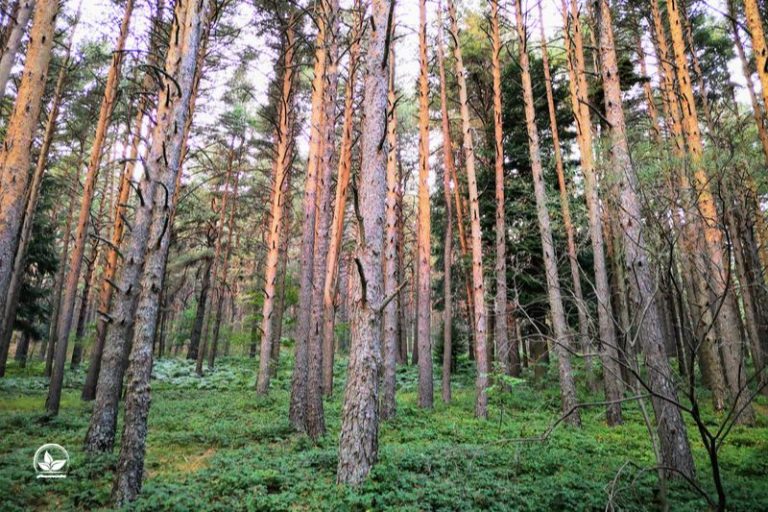 15+ Kiefernarten Für Ihren Garten: Beeindruckend Und Pflegeleicht ...