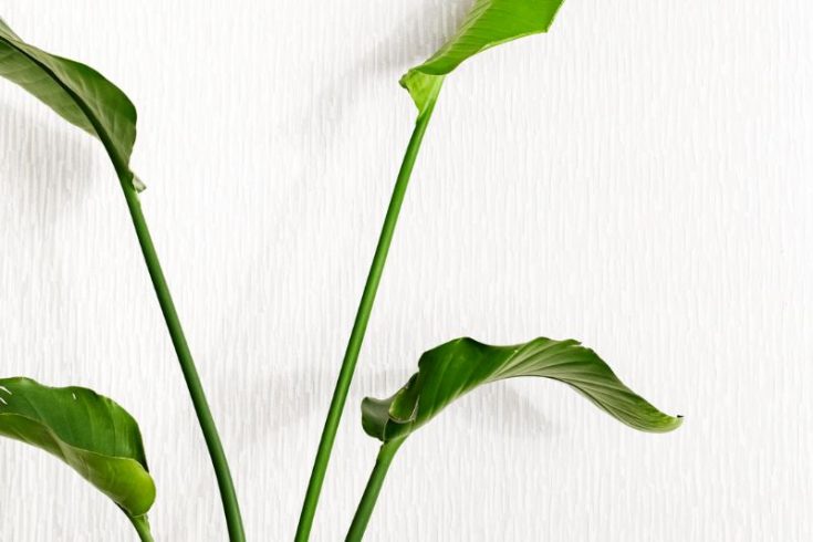 Baumstrelitzie (Strelitzia Nicolai): Alles Über Die Exotische Pflanze ...