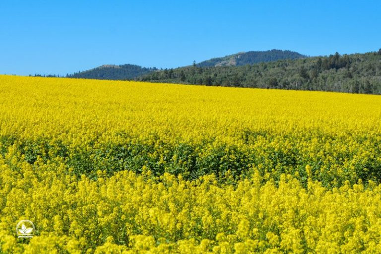Senf Pflanzen Einfach Und Unkompliziert: Alles Was Sie Wissen Sollten!