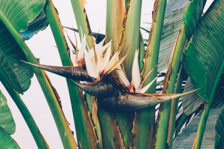 Baumstrelitzie (Strelitzia Nicolai): Alles Über Die Exotische Pflanze