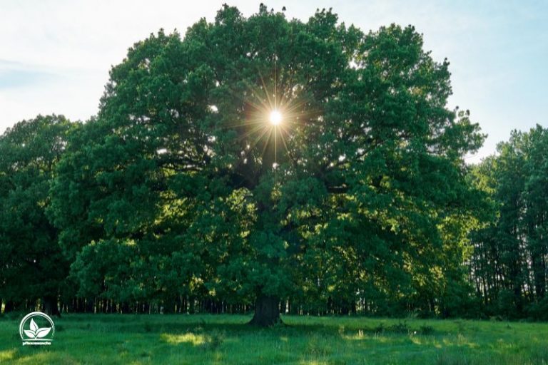 Berühmte Eichenarten & Eichenblätter: So Erkennt Man Die Eiche Leicht ...