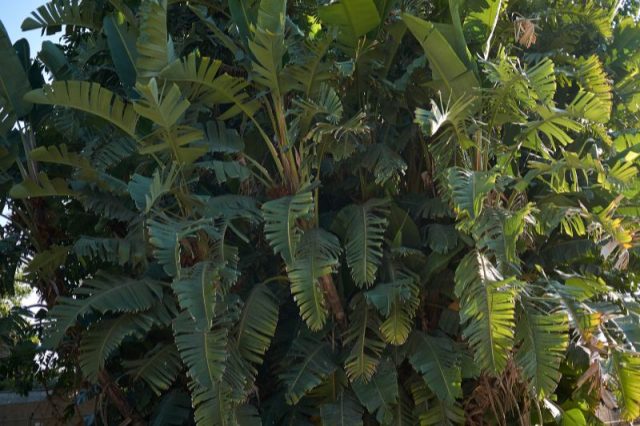Baumstrelitzie (Strelitzia Nicolai): Alles Über Die Exotische Pflanze