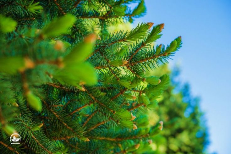 15+ Kiefernarten Für Ihren Garten: Beeindruckend Und Pflegeleicht ...