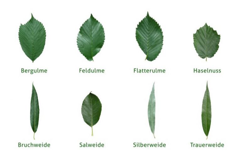 Der Großartige Ulmen Baum (Ulmus): Herkunft, Eigenschaften Und Sorten ...