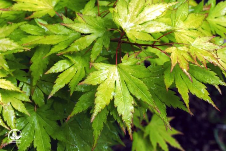 Mit Ahornbäumen Den Garten Verschönern: Das Sollten Sie Wissen ...