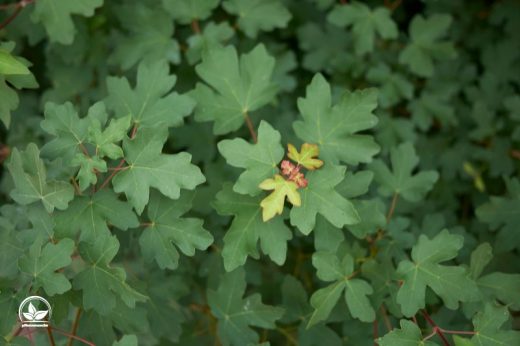 Die Bekanntesten Laubbäume Arten Und Ihre Wichtigsten Eigenschaften!