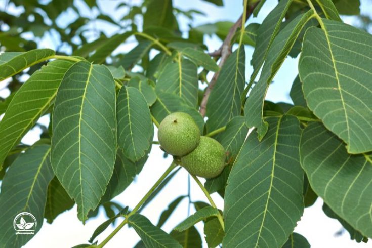 Die Bekanntesten Laubbäume Arten Und Ihre Wichtigsten Eigenschaften!