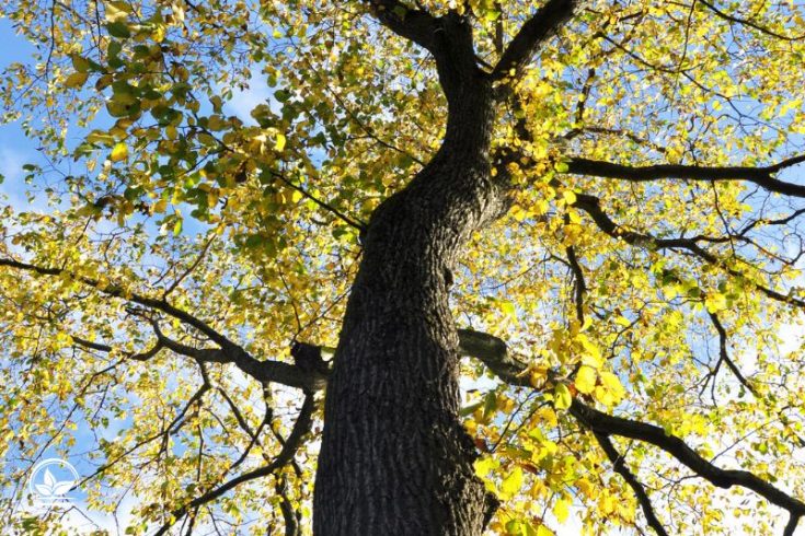 Der Großartige Ulmen Baum (Ulmus): Herkunft, Eigenschaften Und Sorten!