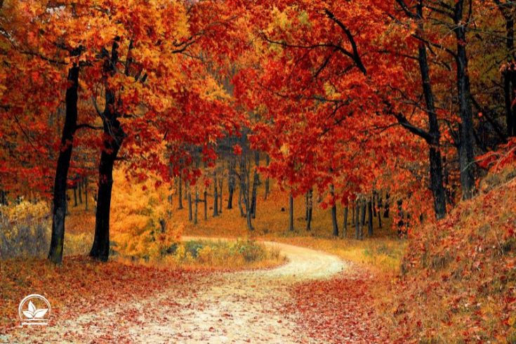 Die Bekanntesten Laubbäume Arten Und Ihre Wichtigsten Eigenschaften!