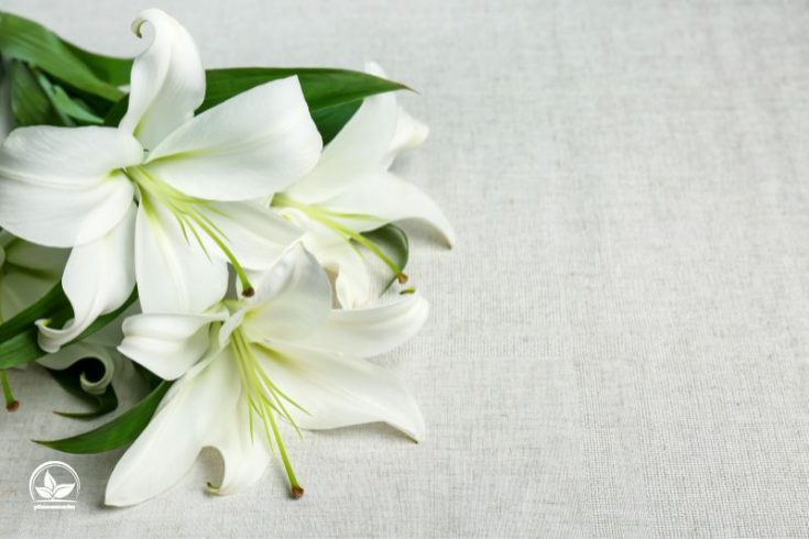 Grabblumen Auswählen: Die Richtigen Blumenarten Für Das Ewige Andenken